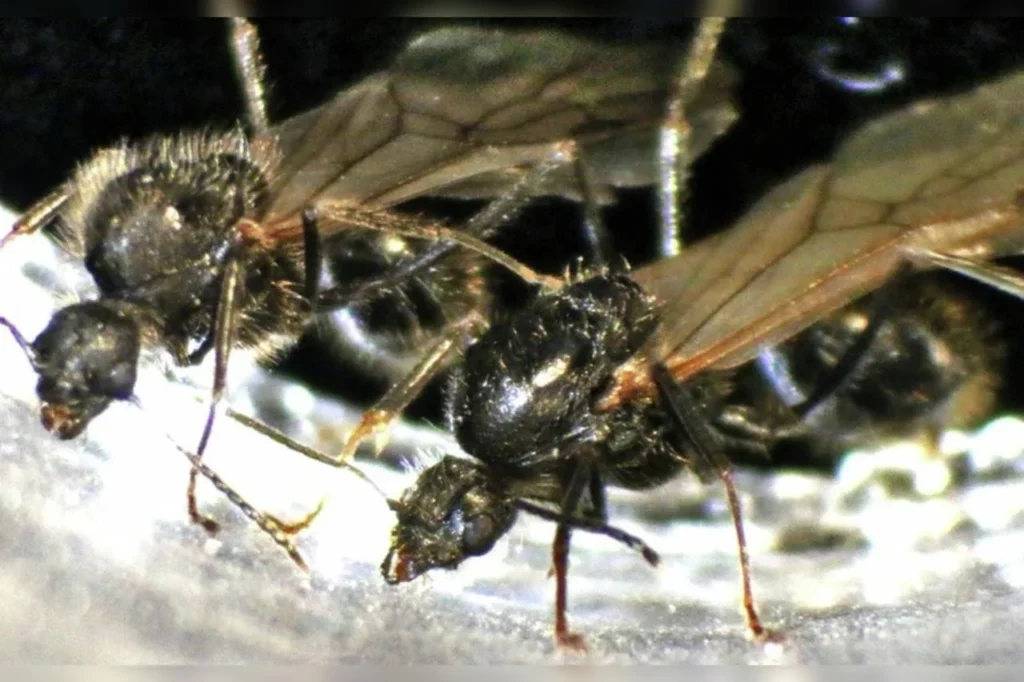 Cientistas ficaram chocados ao descobrir animal que produz clones de outras espécies