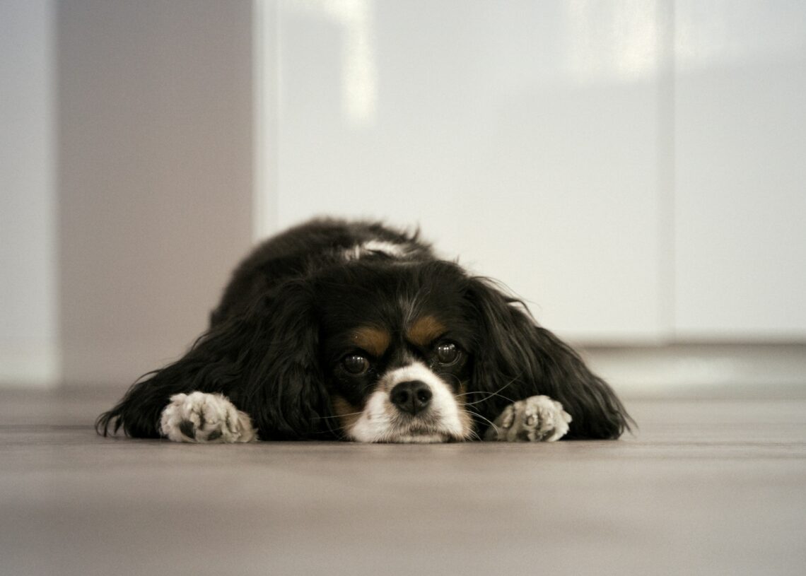 O que significa quando seu cachorro chora quando você sai de casa ...