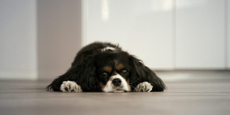 O que significa quando seu cachorro chora quando você sai de casa ...