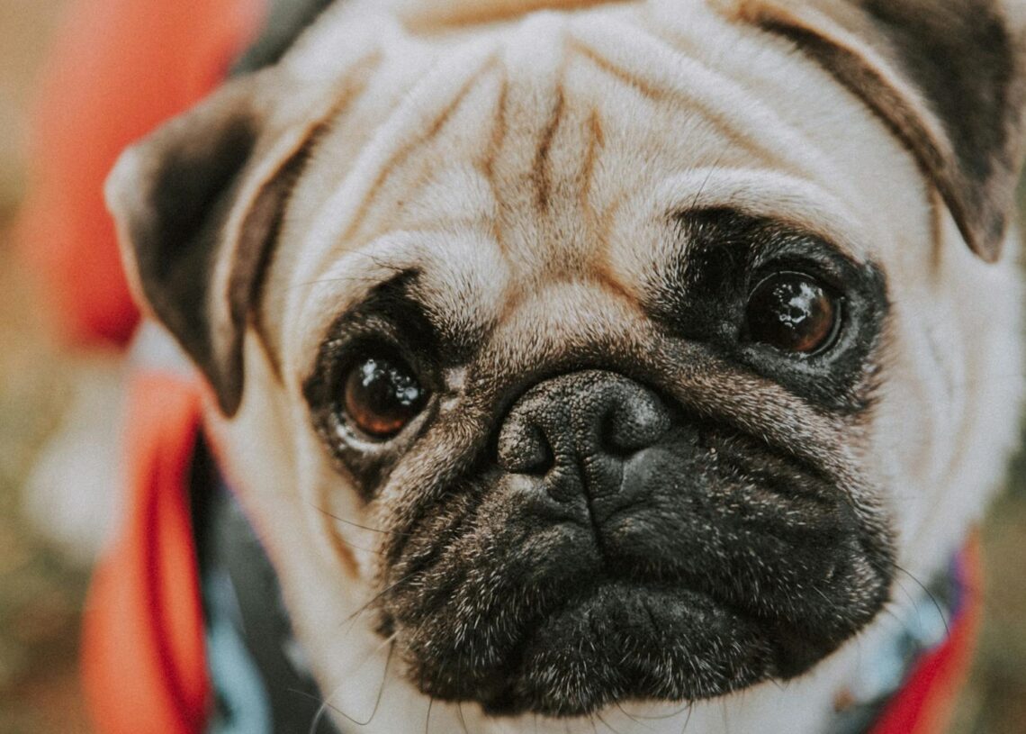 O que significa que seu cachorro te olha sem piscar enquanto você come