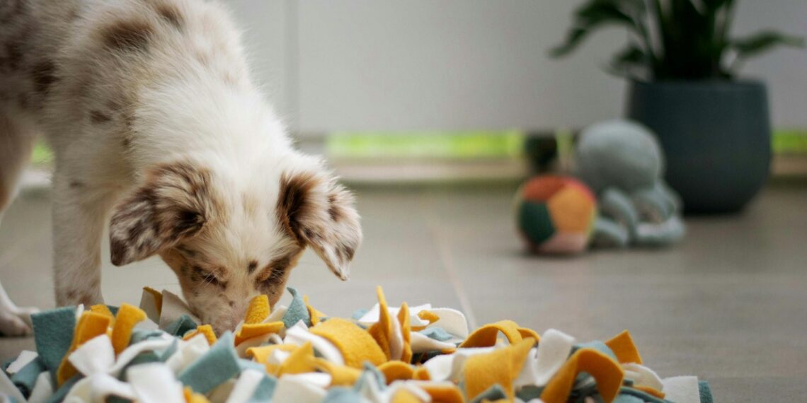 O que significa que um cachorro cheire com frequência as coisas do dono ...