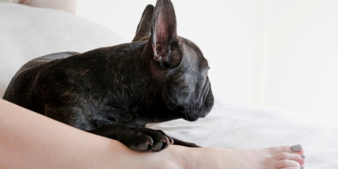 O que significa que seu cachorro durma aos pés da cama, segundo ...