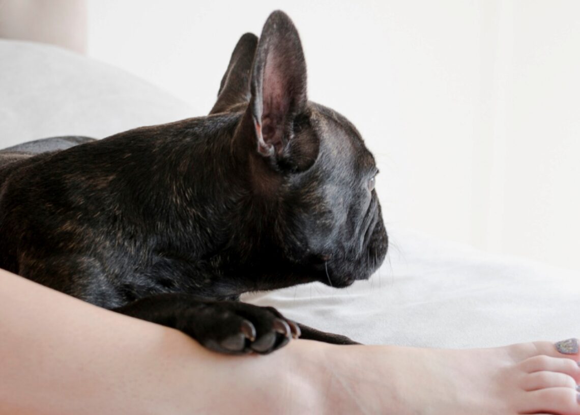 O que significa que seu cachorro durma aos pés da cama, segundo ...