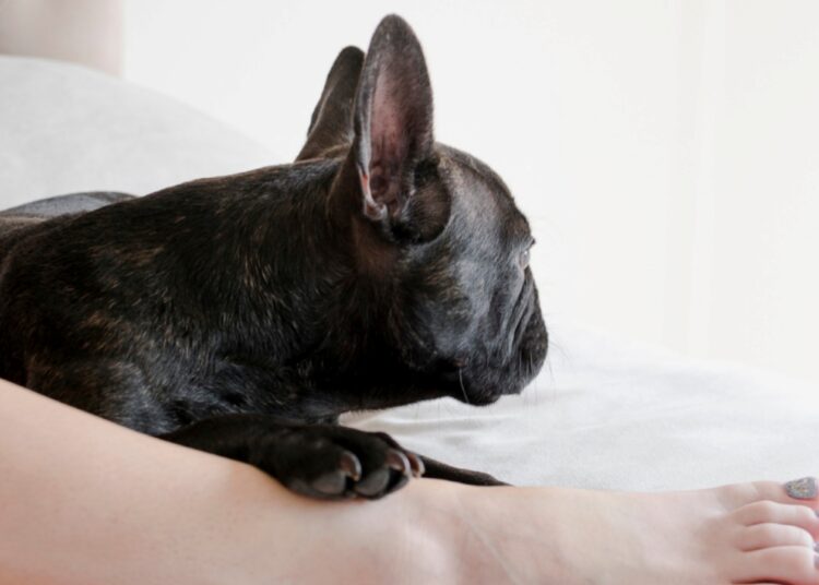 O que significa que seu cachorro durma aos pés da cama, segundo ...