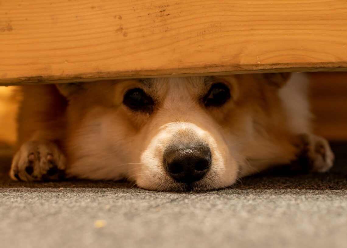 O que significa quando seu cachorro gosta de dormir embaixo da sua cama ...