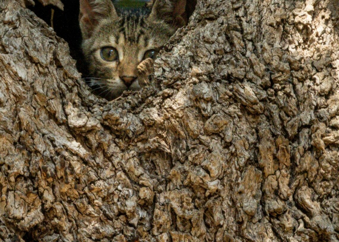 Davam como extinto, mas apareceu depois de muitos anos: o animal que ...